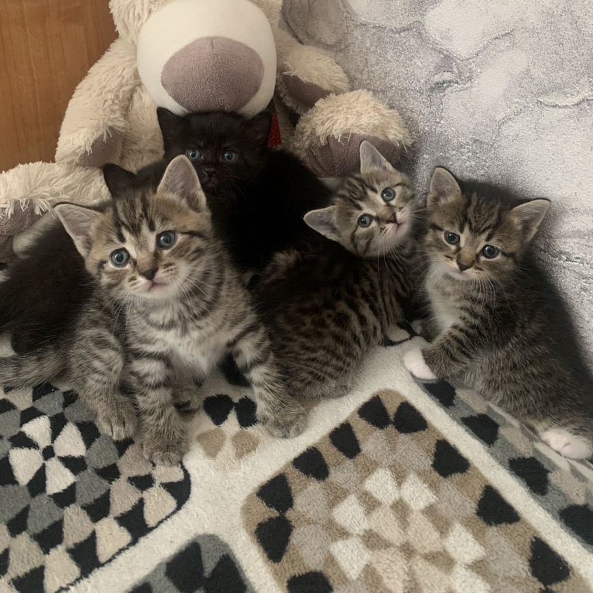Отдам котят в добрые руки