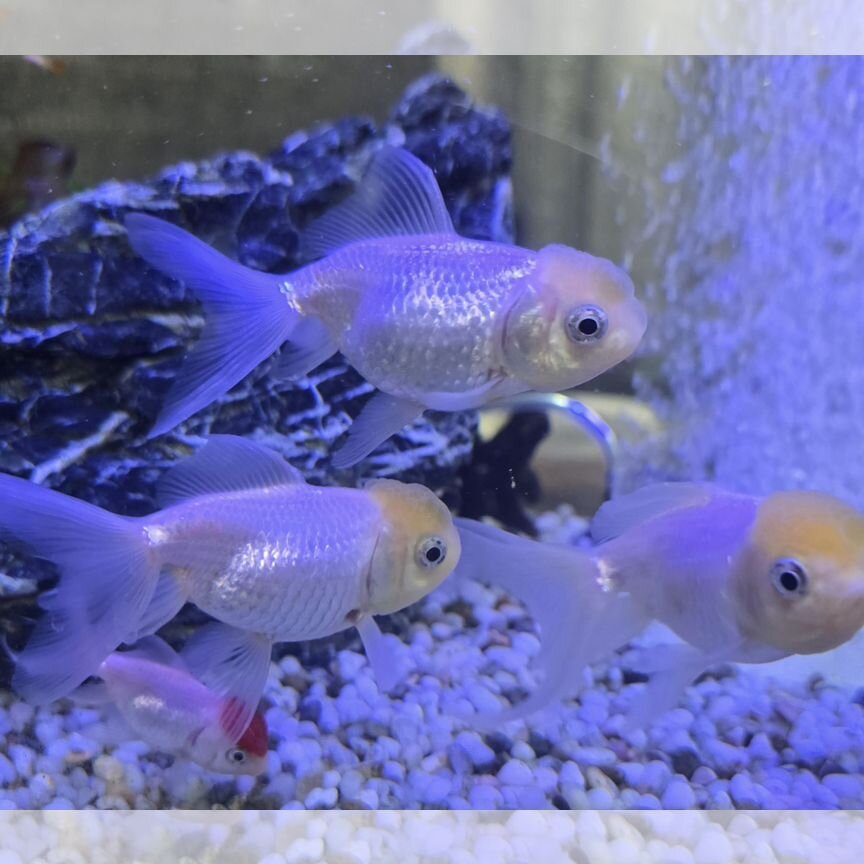 Золотая рыбка вуалехвост