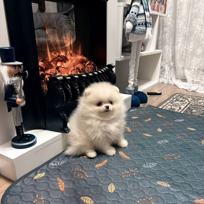 Померанский шпиц, щенок