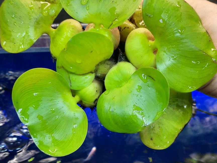 Гиацинт Эйхорния (водный Гиацинт)