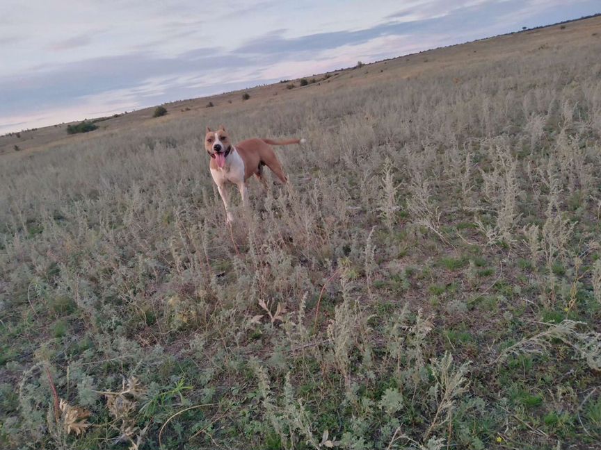 Стаф, вязка