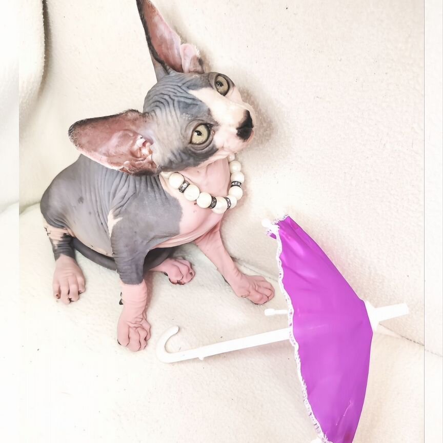 Канадский сфинкс котёнок