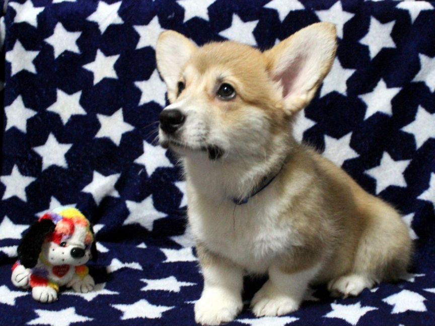 Продаются собачки корги