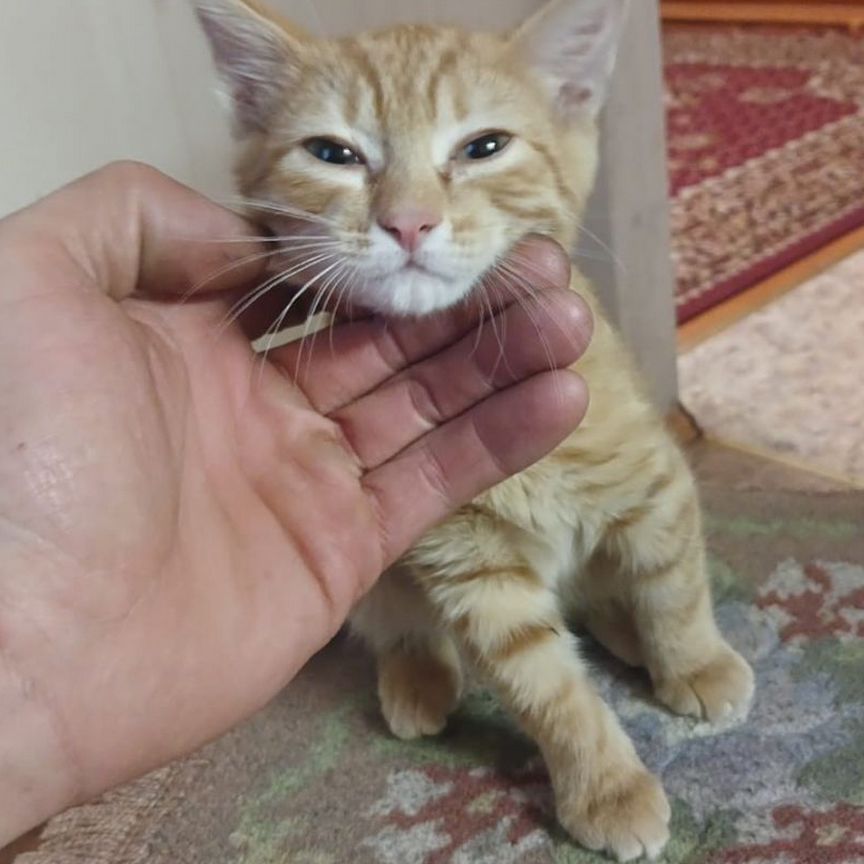 Котики бесплатно в добрые руки