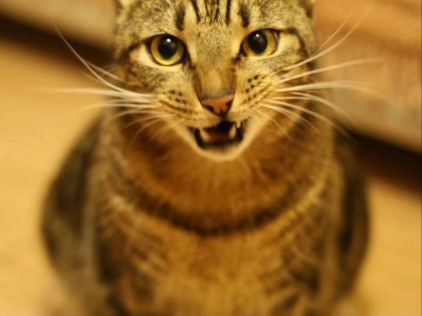 Кошка