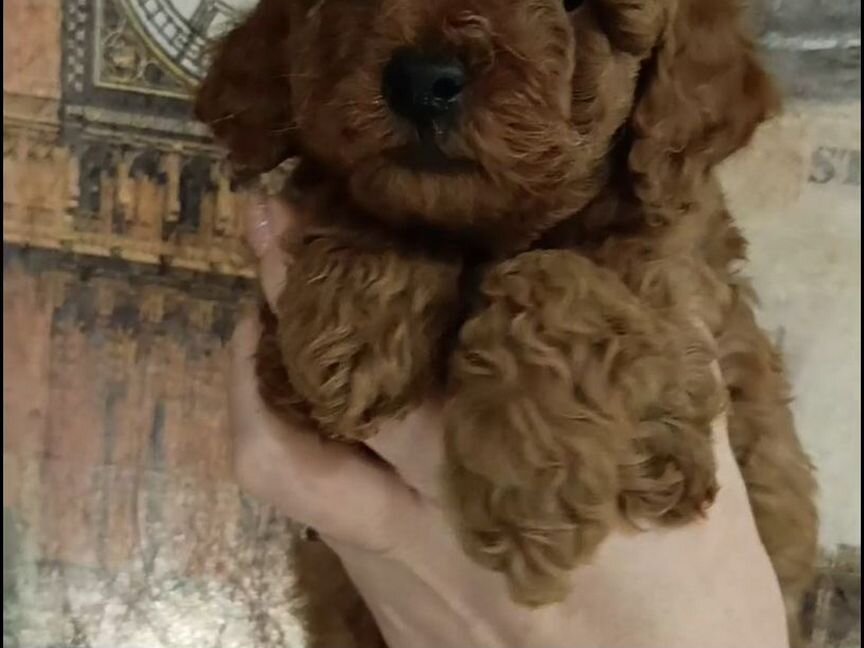 Той пудель мальчики