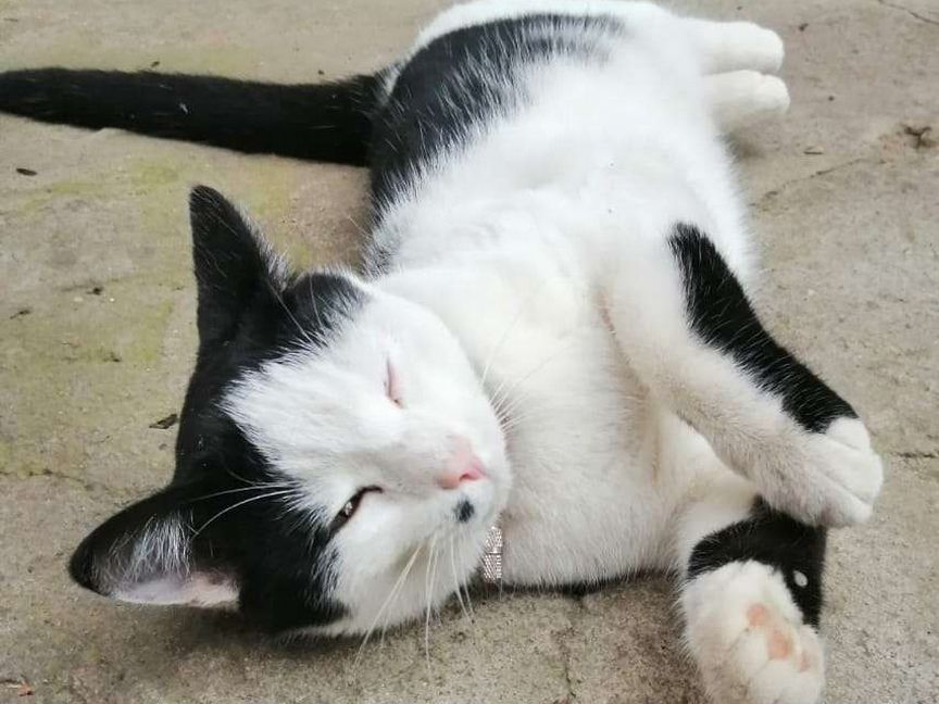 Кошка