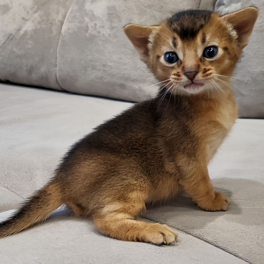 Абиссинский котёнок