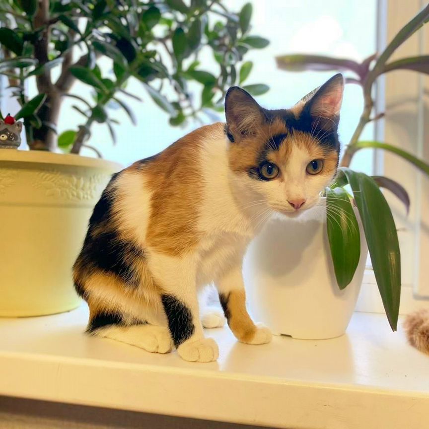 Кошечка-подросток, 5-6мес, стерилизованая