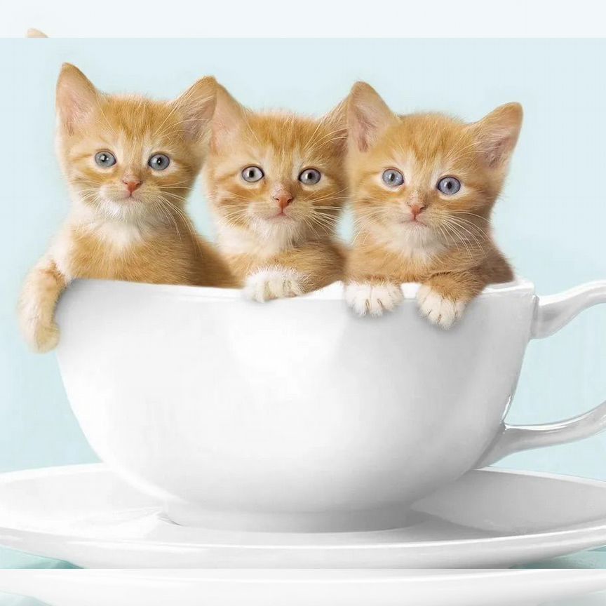 Котята в самые заботливые ручки