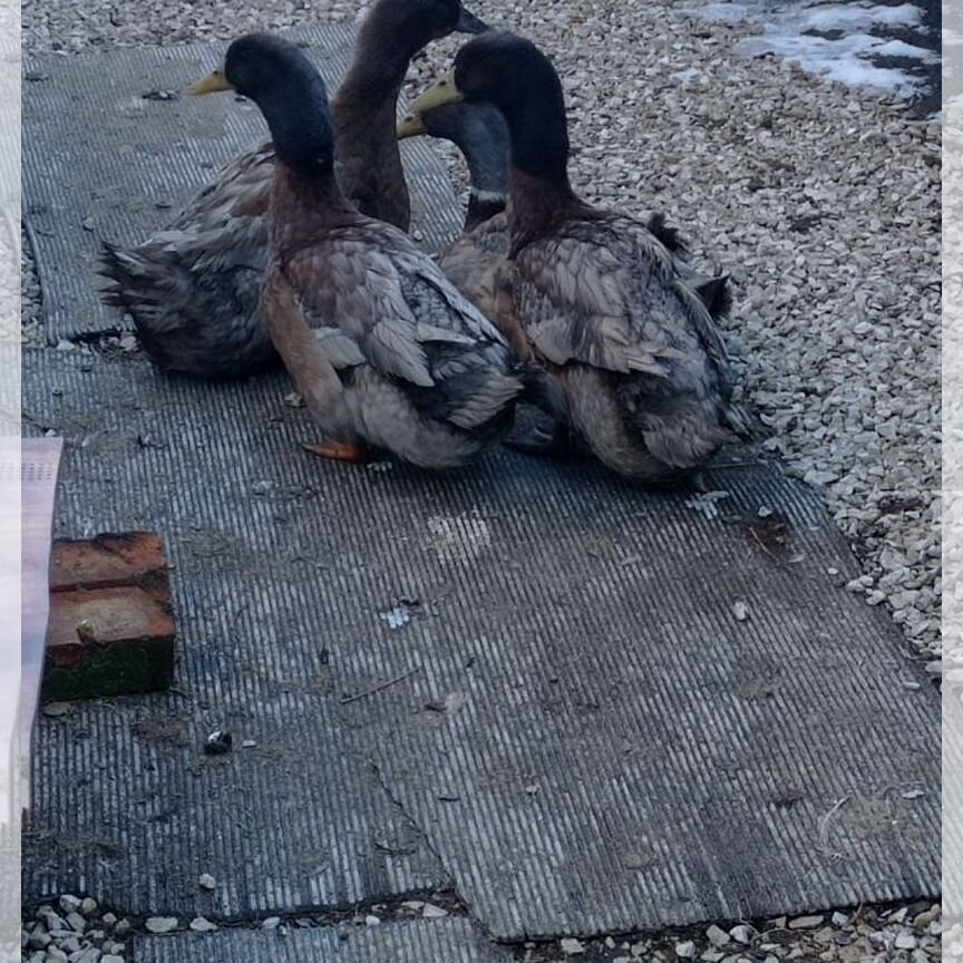 Утак руанской утки