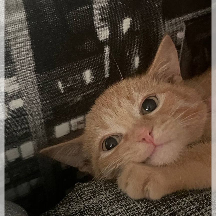 Сибирский котёнок