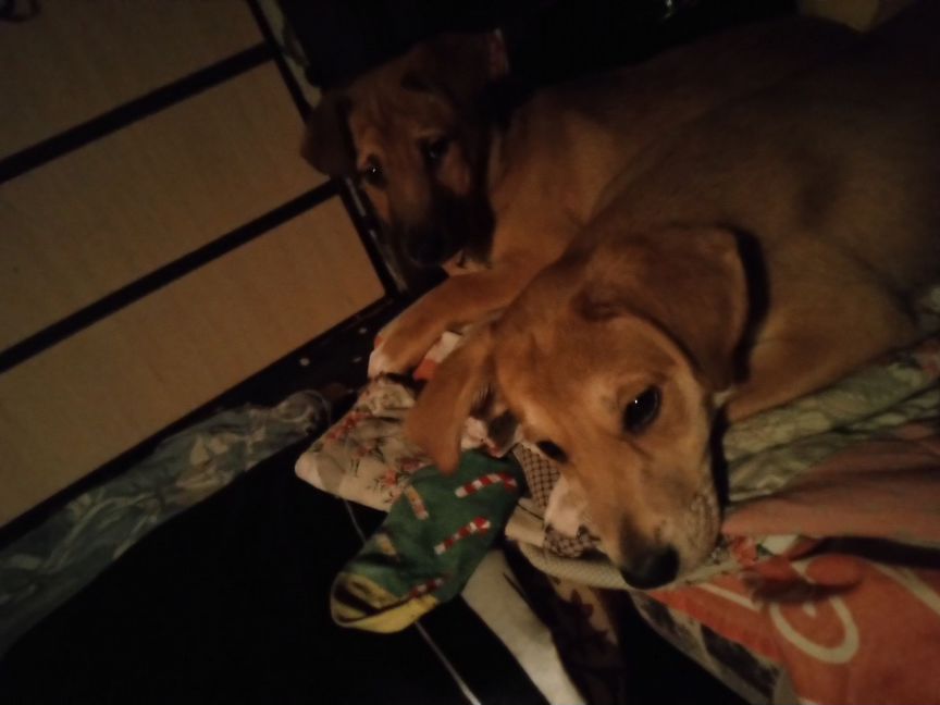 Собака в добрые руки щенок