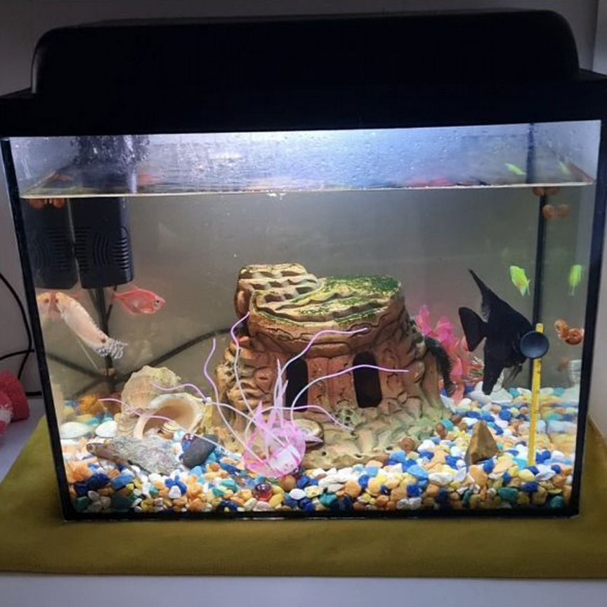 Аквариум с рыбками