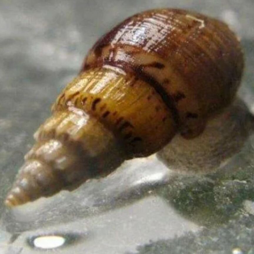 Улитки аквариумные милания