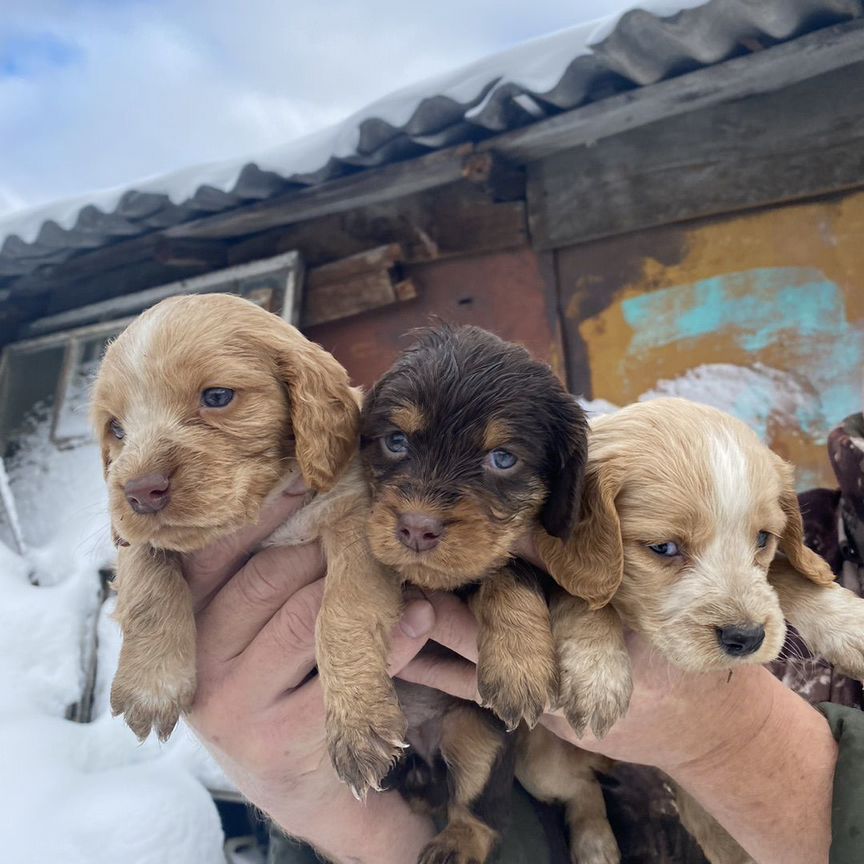 Продам щенков русского спаниеля