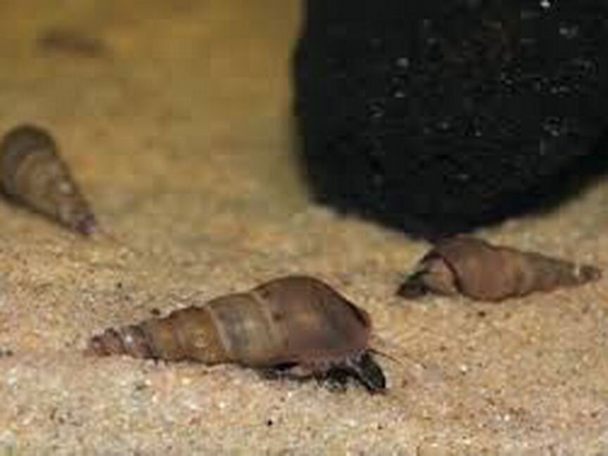 Улитки мелании