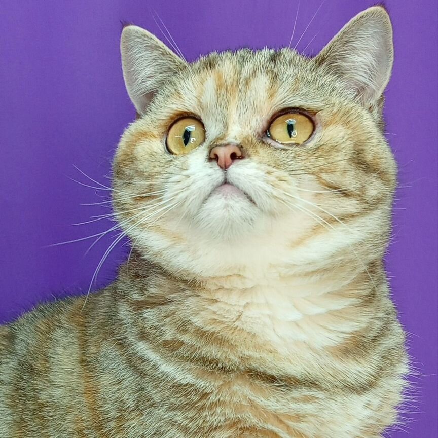 Шотландский прямоухий короткошёрстный котёнок