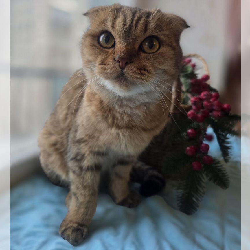 Взрослая кошка в добрые руки