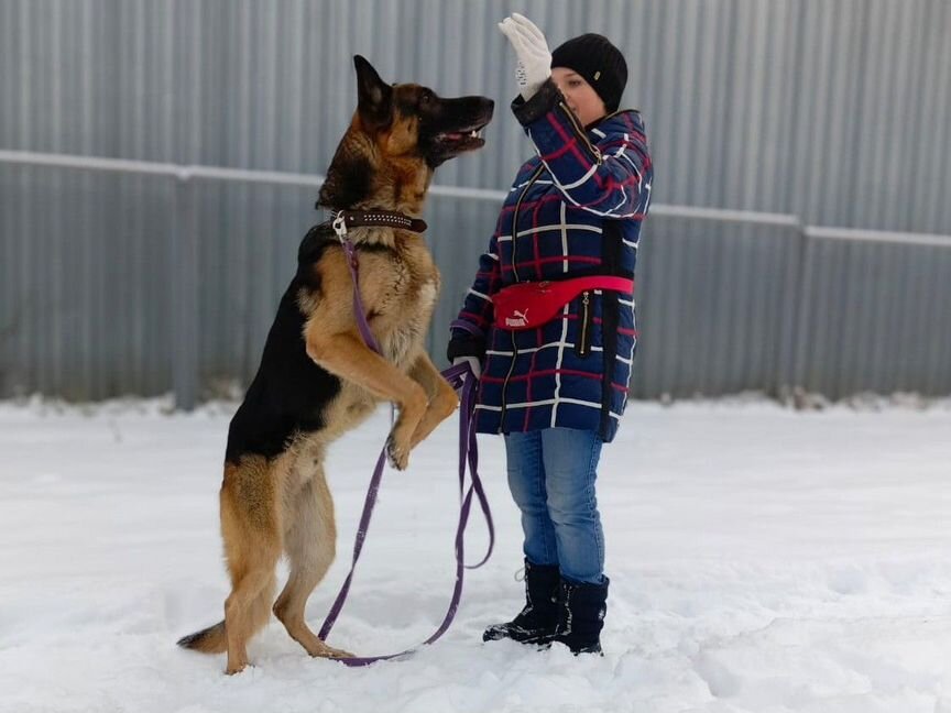 Арчи ищет дом