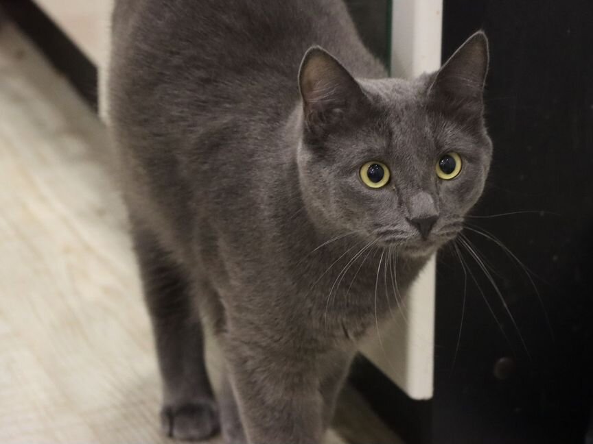 Кот, окрас дымчатый серый