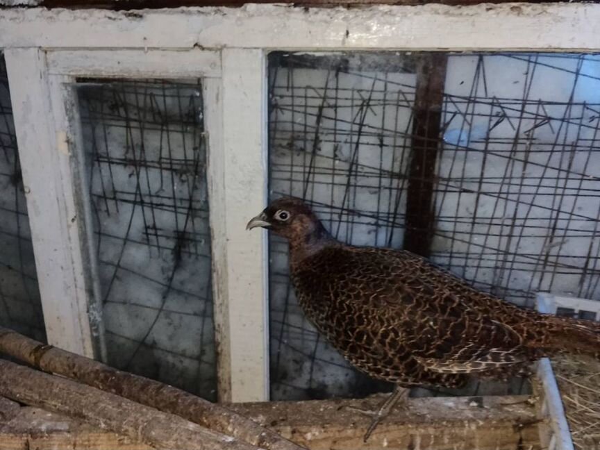 Фазан охотничий