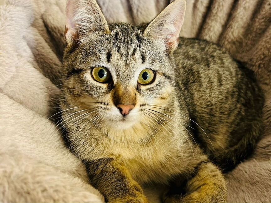 Котенок Стеша ищет семью