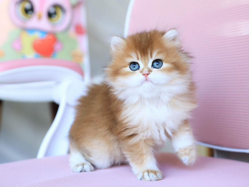 Британские котята золотая шиншилла