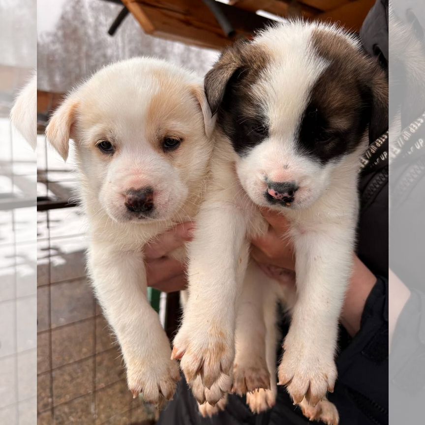 Лайка, щенок