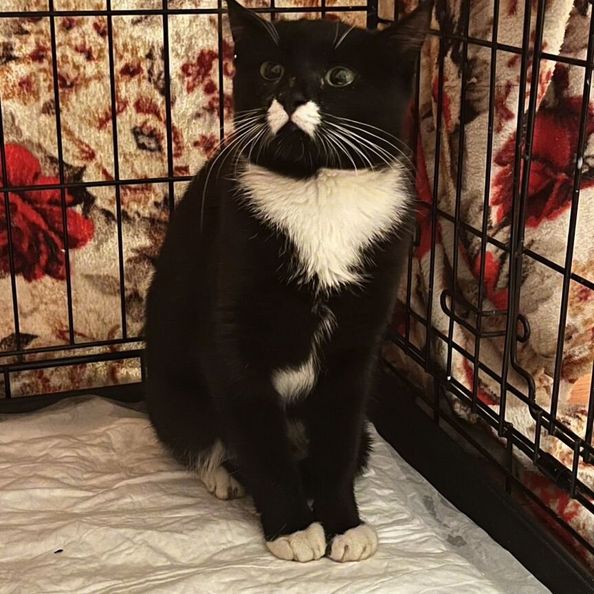 Котенок Бантик