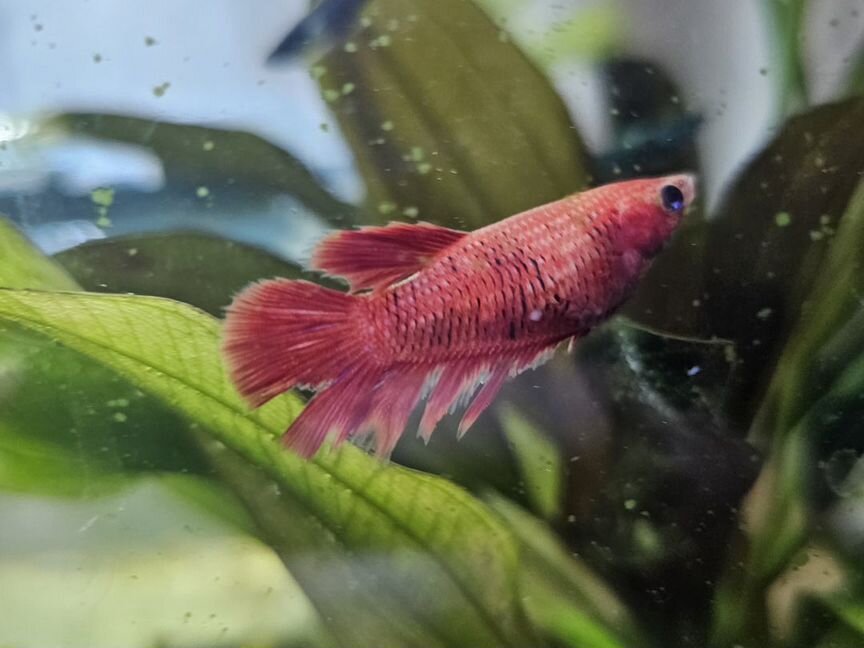 Рыбка петушок самка халф мун