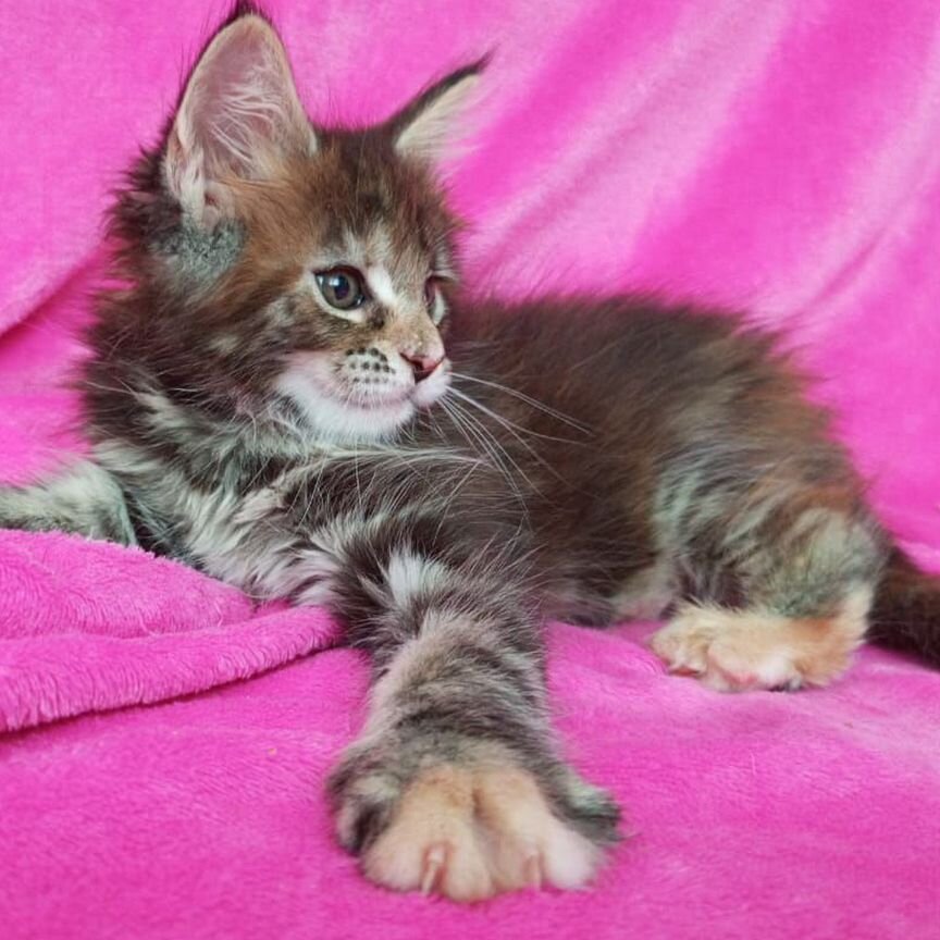 Мейн-кун девочка