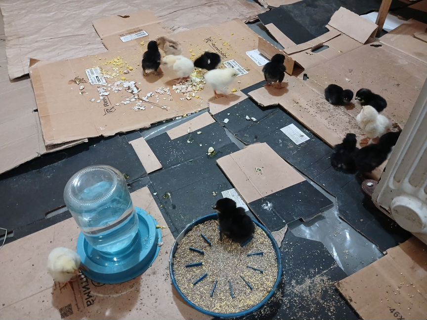 Цыплята мясо яичных и цыплята фазана