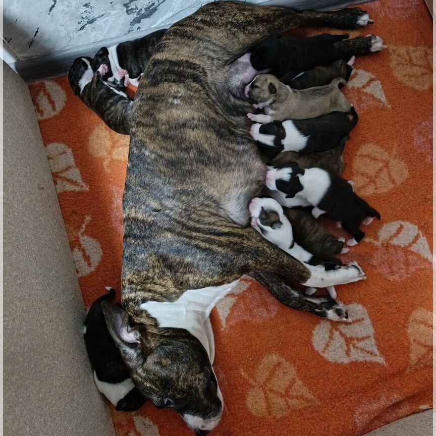 Продам щенков стафф