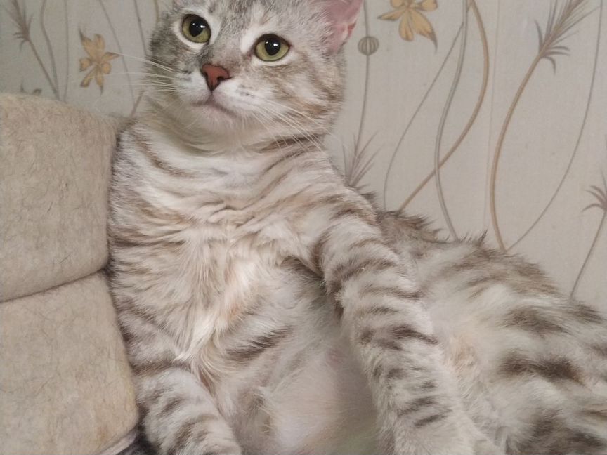 Кошка Стеша ищет дом