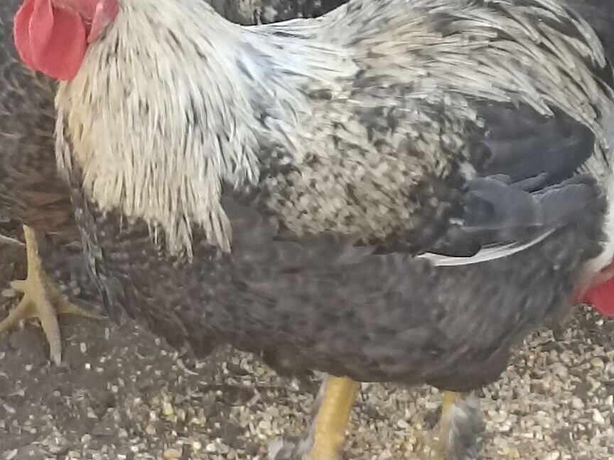 Петух Юрловский