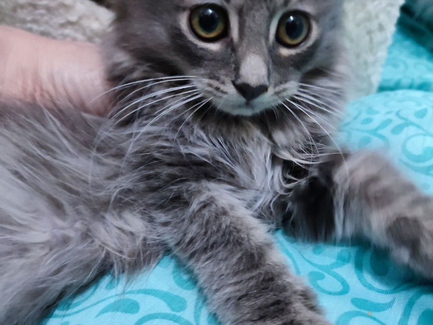 Котёнок Голубка