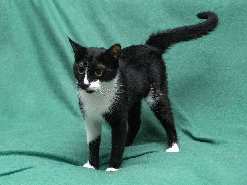 Стешенька супер ласковая кошечка