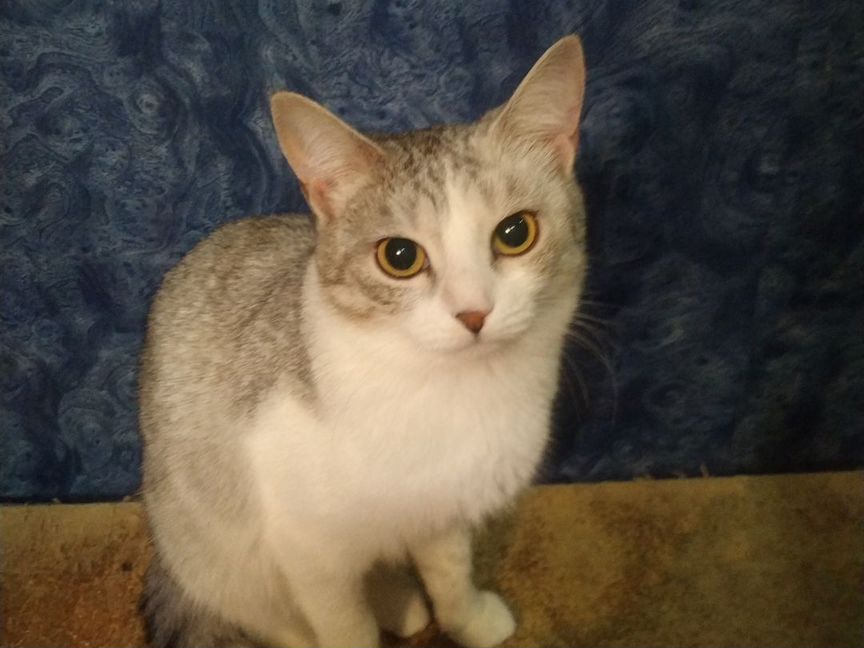 Кошечка Милашечка