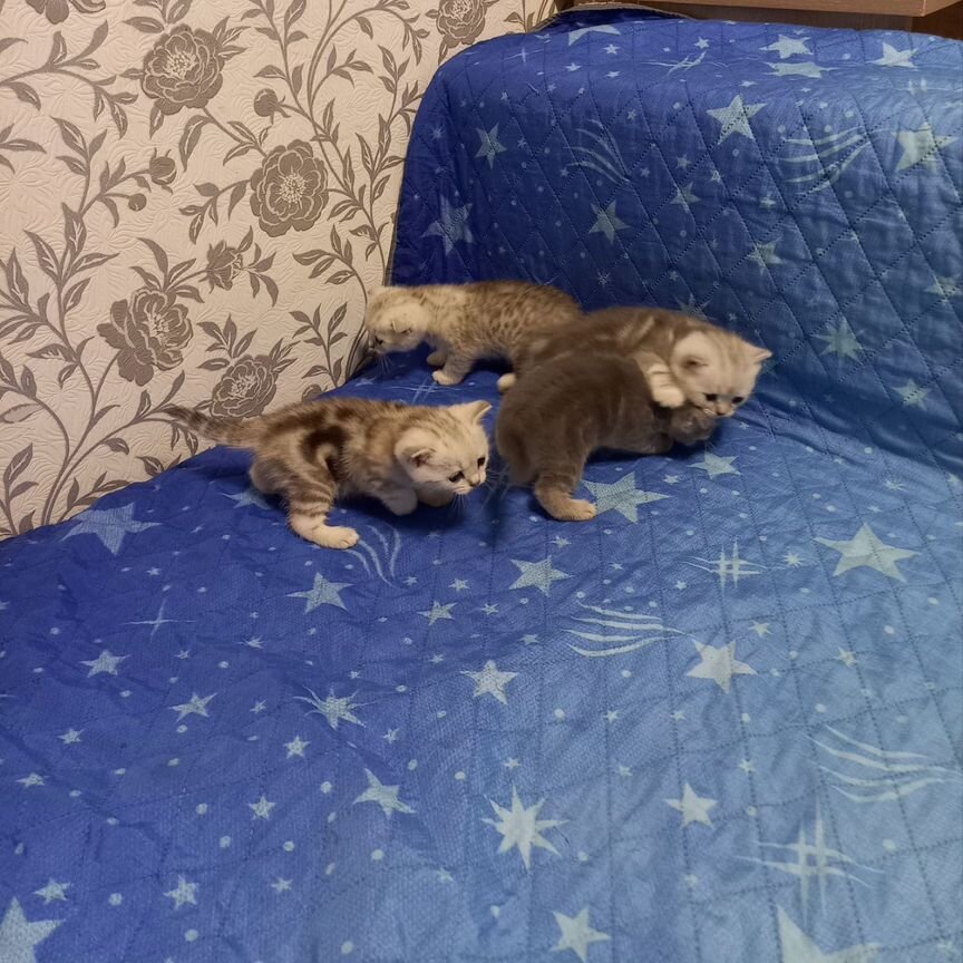 Продам котят Шотландких