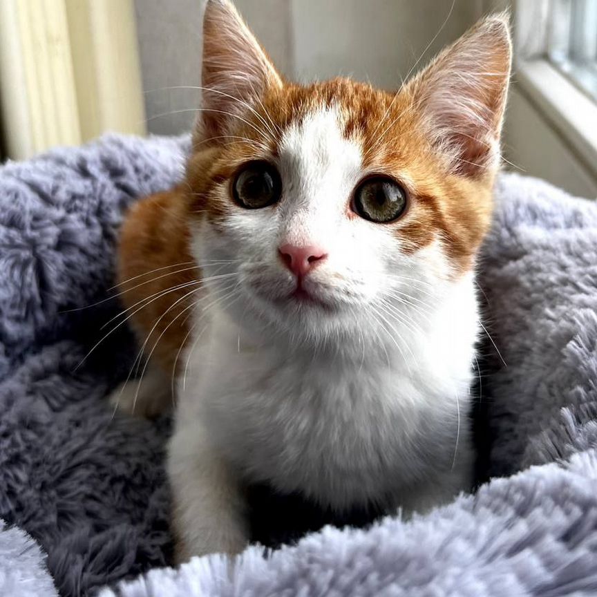Рыжий котенок в добрые руки