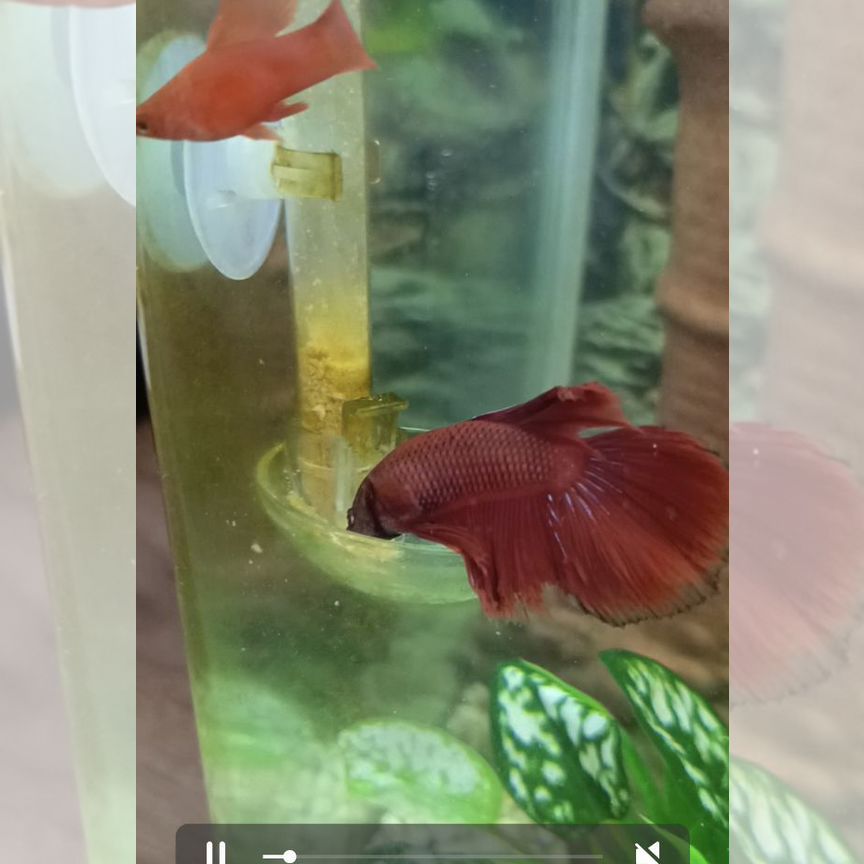 Рыба аквариумная