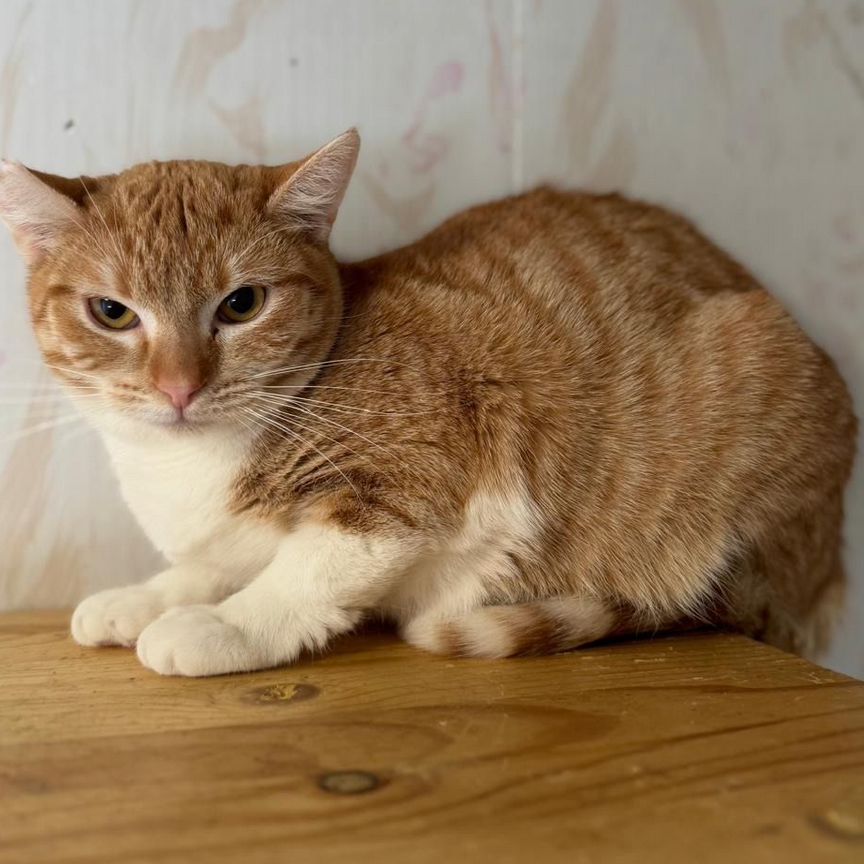 Айва,котенок из приюта в добрые руки