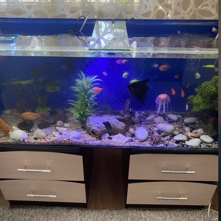 Аквариум с рыбами