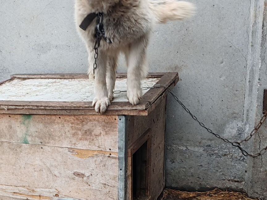 Марем, метис, крупный в семью