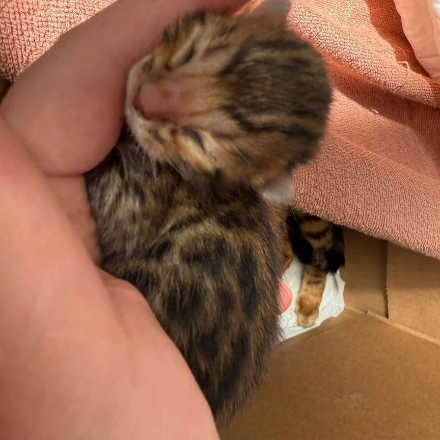 Бенгальские котята
