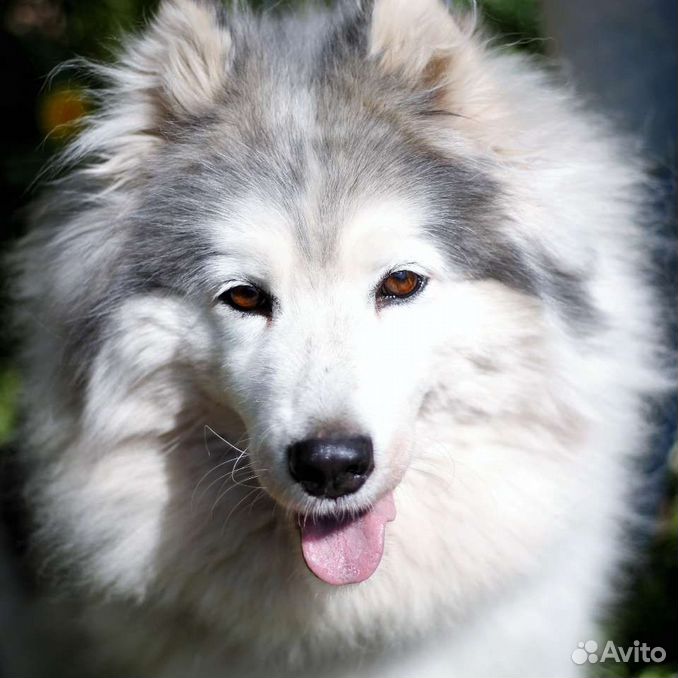 Аляскинский маламут метис