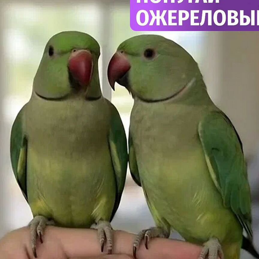 Попугай Ожереловый