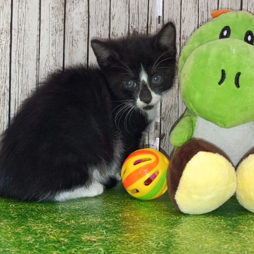 Котёнок в добрые руки