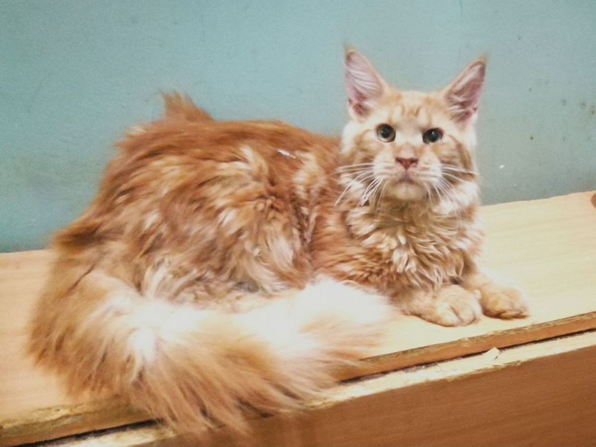 Котик ответственным хозевам